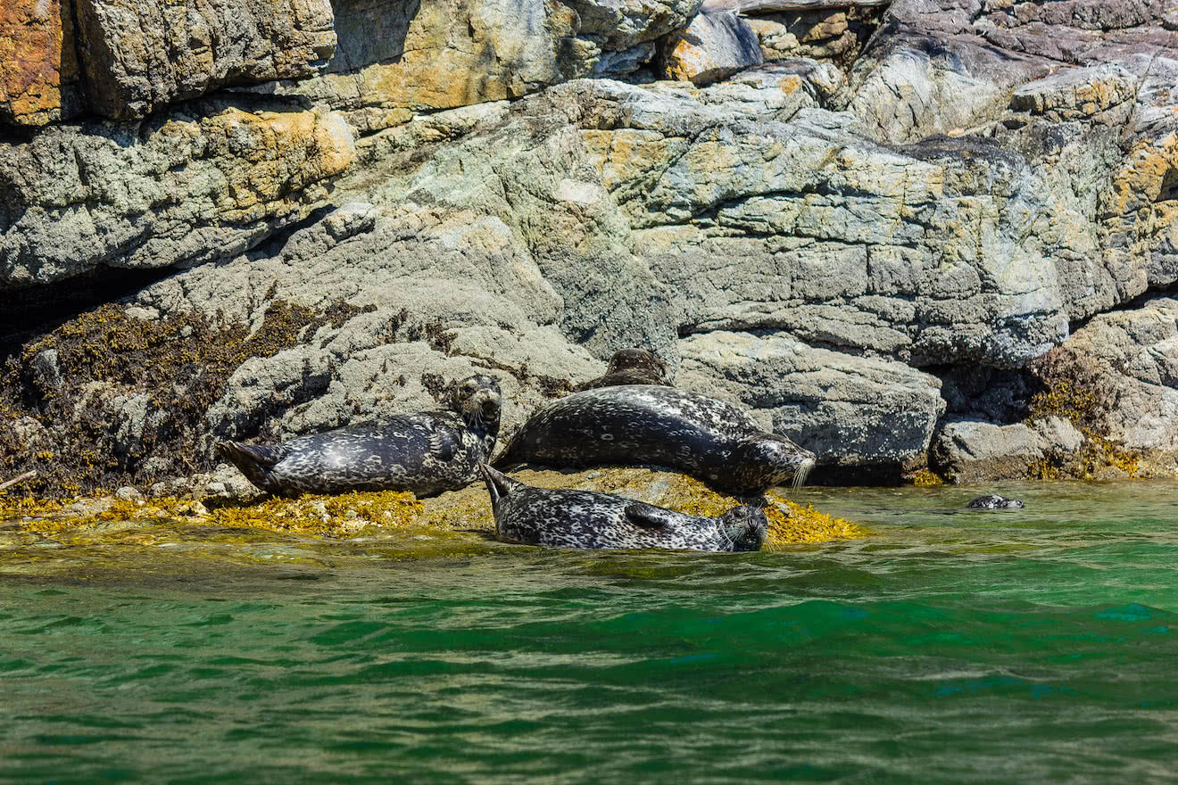 Malaspina & Okeover Inlet | Desolation Sound | Powell River Sea Kayak