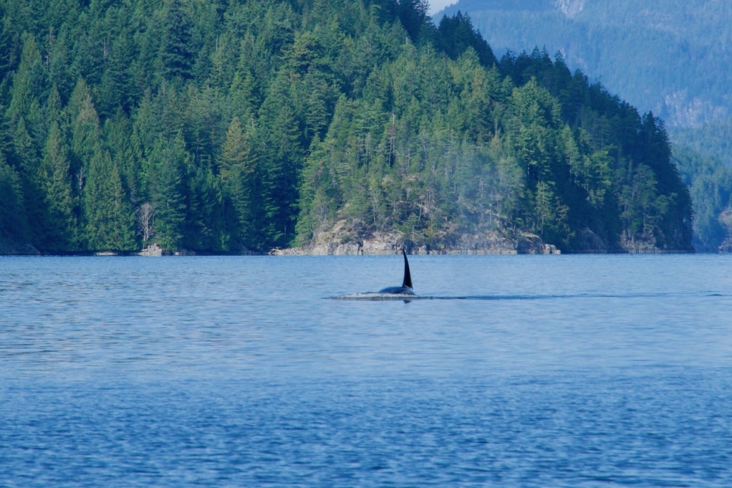 Kayak Vacations | Desolation Sound | Powell River Sea Kayak